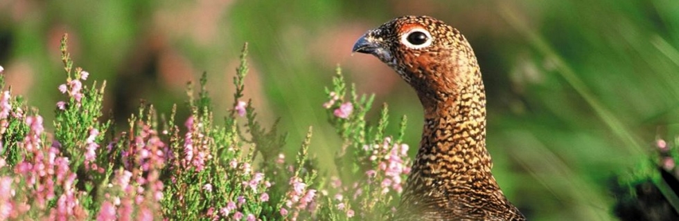Irish Grey Partridge Conservation Trust – Conserving Ireland's Native ...